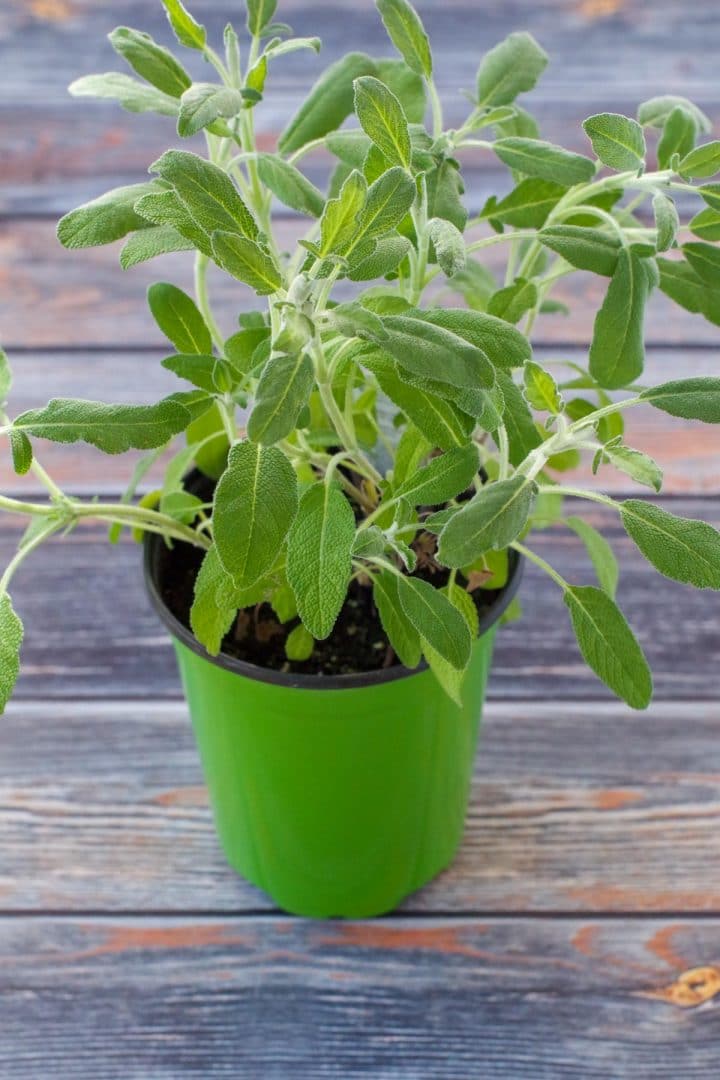 Apple Sage Pork Chops - Food Meanderings