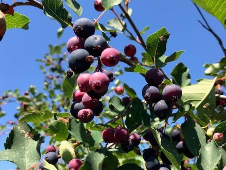 Saskatoon Berry Dessert Perogies - Food Meanderings