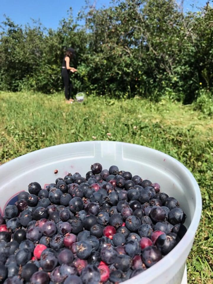 Saskatoon Berry Recipes | 10 Best - Food Meanderings