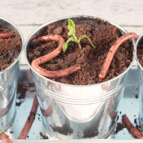 Jello Worms and dirt cup | Earth Day recipe - Food Meanderings