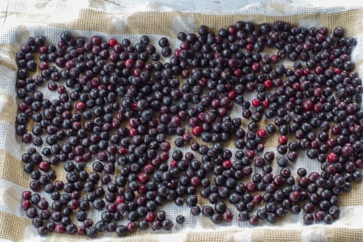 How to freeze Saskatoon berries - Food Meanderings