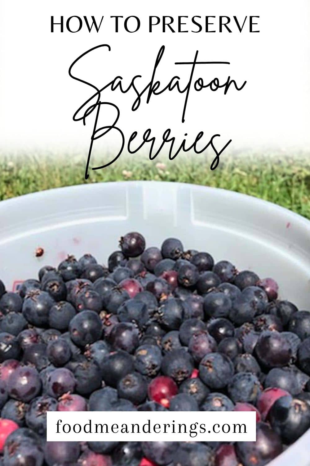 How to freeze Saskatoon berries - Food Meanderings